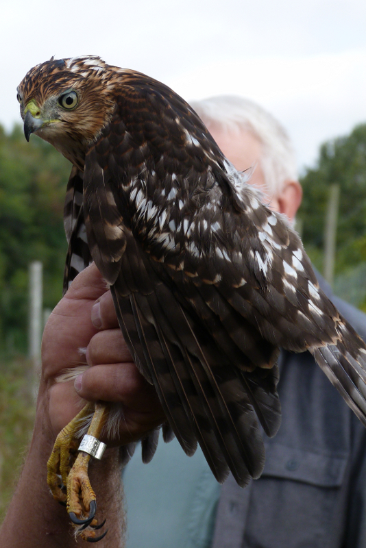 Connecticut Audubon Society: Trout Brook Valley hawk walk 9/22