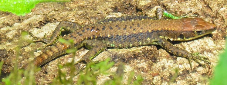 Glorious Birds: Uganda Wildlife Extravanganza - Part 2