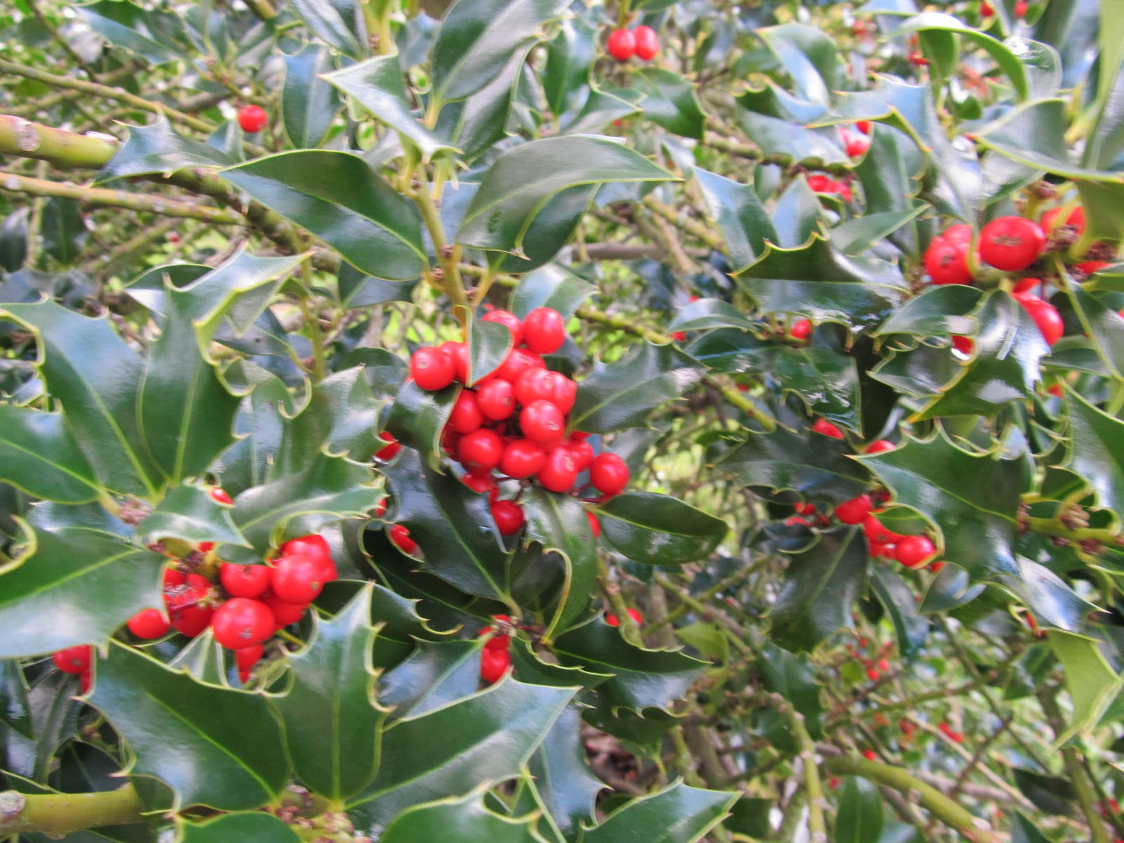 Easy Garden Jardinería: Holly