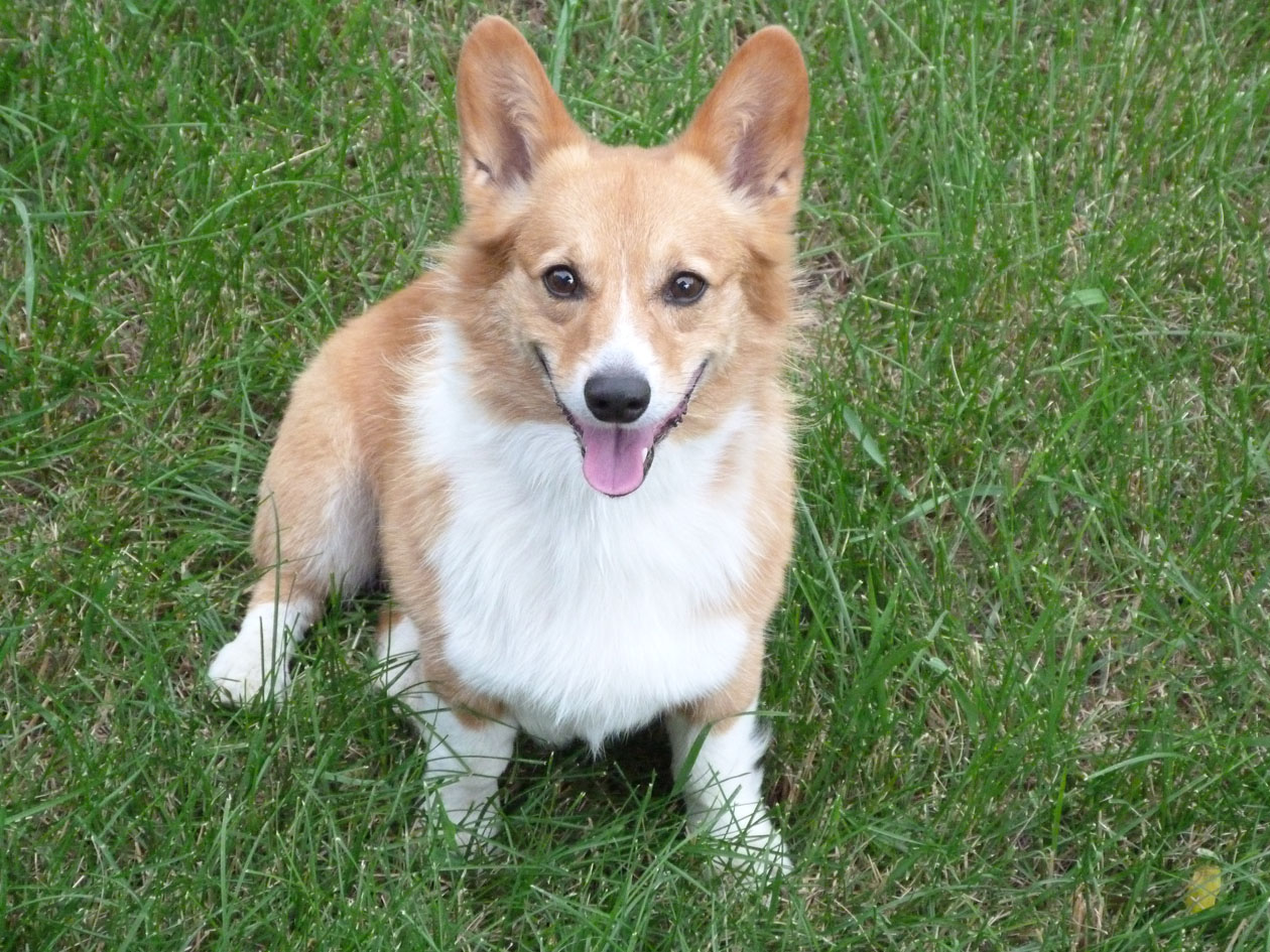 Life On The Periphery: Summer Corgis