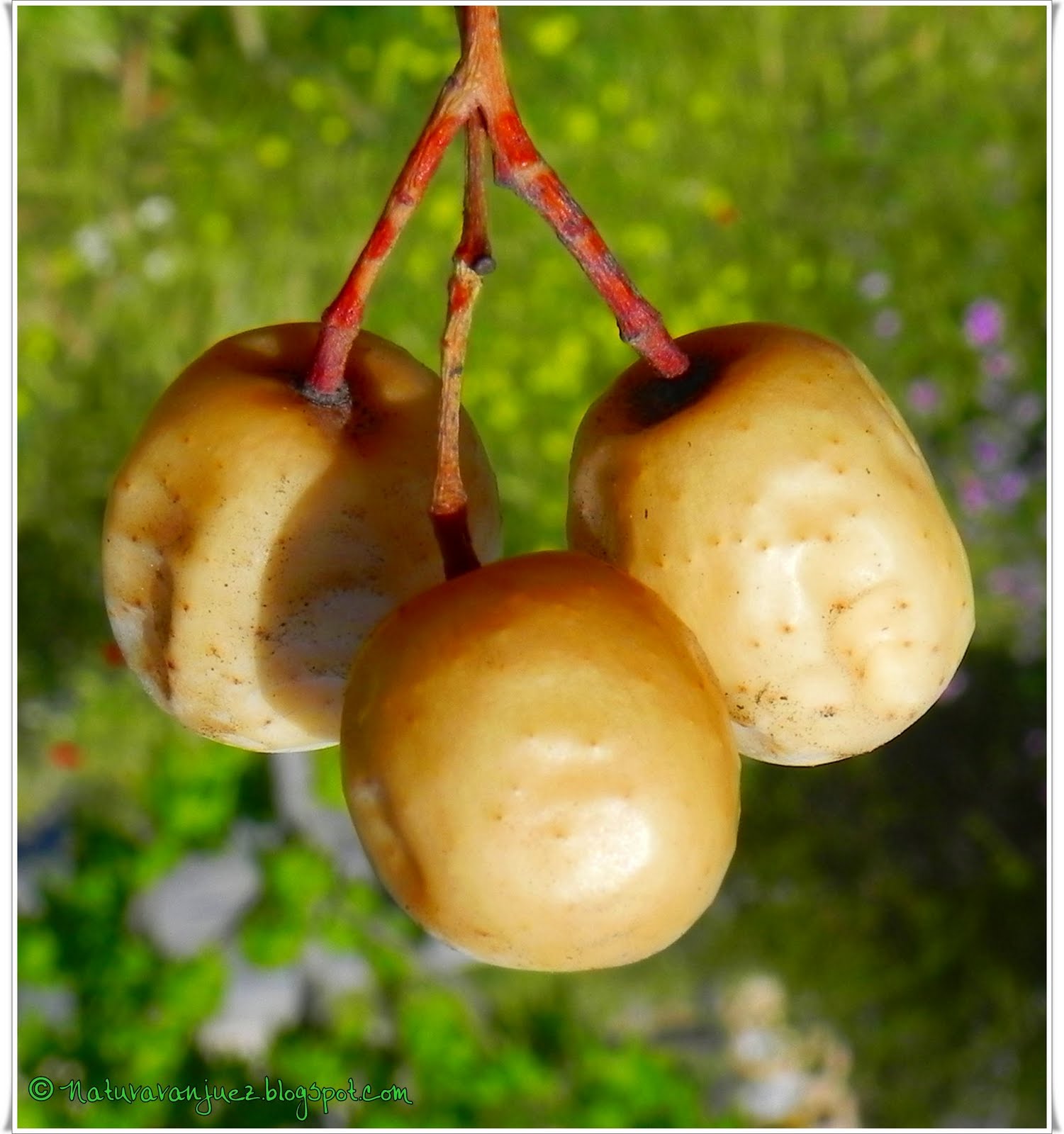 NaturAranjuez: CINAMOMO (Melia azedarach )