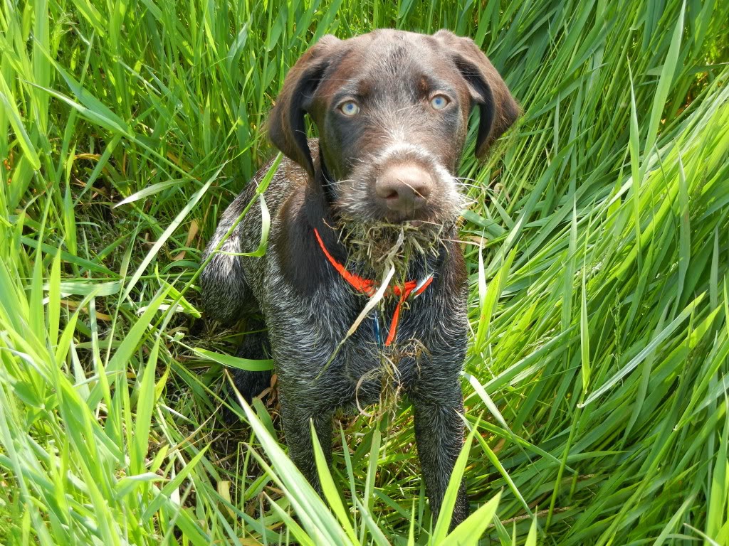 PERROS DE RAZA: POINTER ALEMAN DE PELO DURO