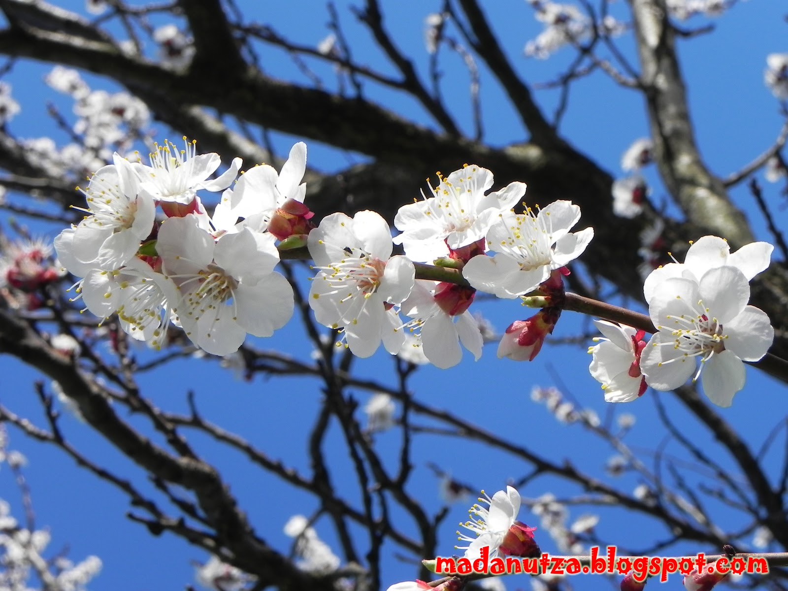 mădănuţa: Puritatea florilor de cais