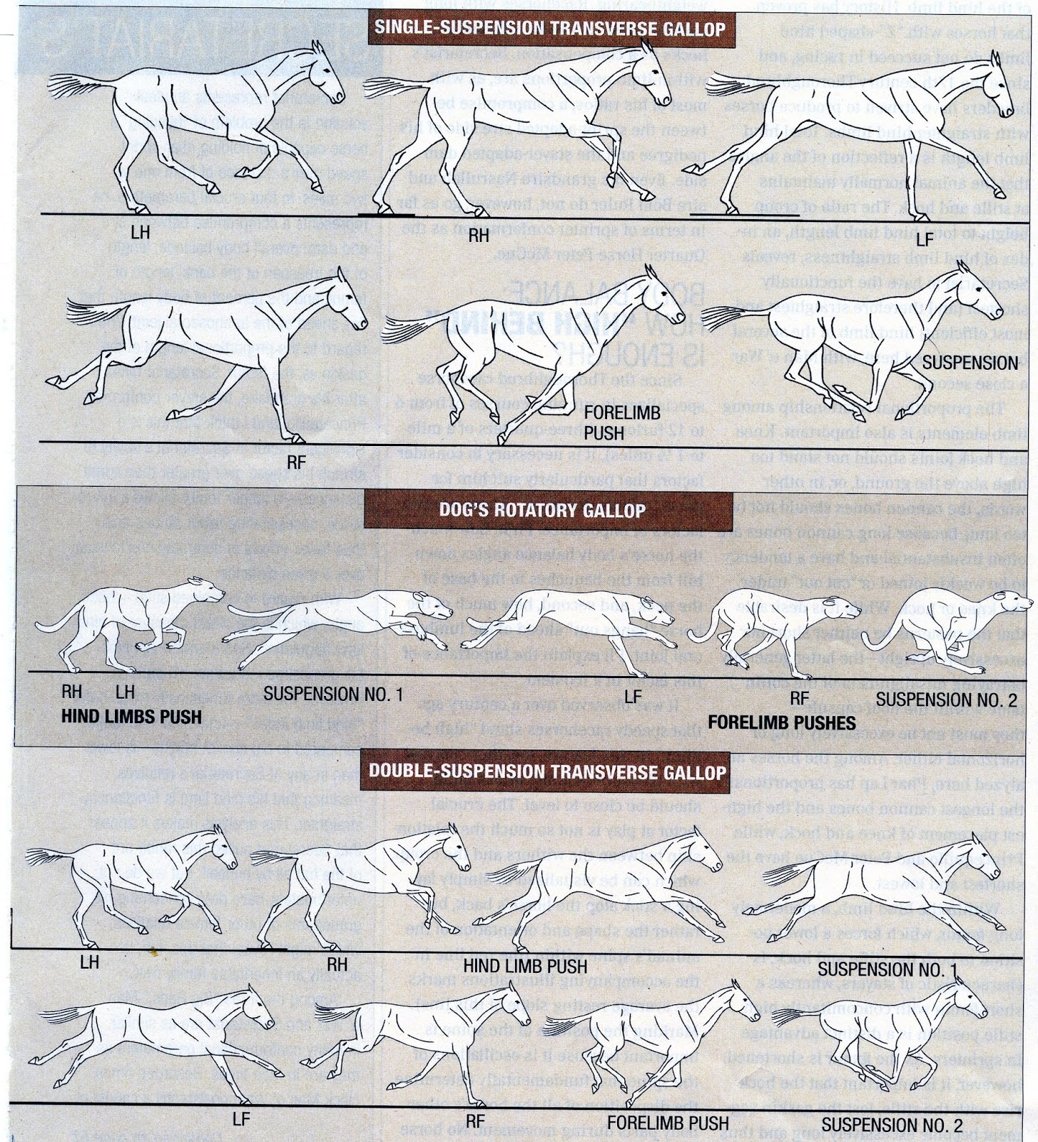 Fox Hollow Sport Horses: Conformation of Secretariat