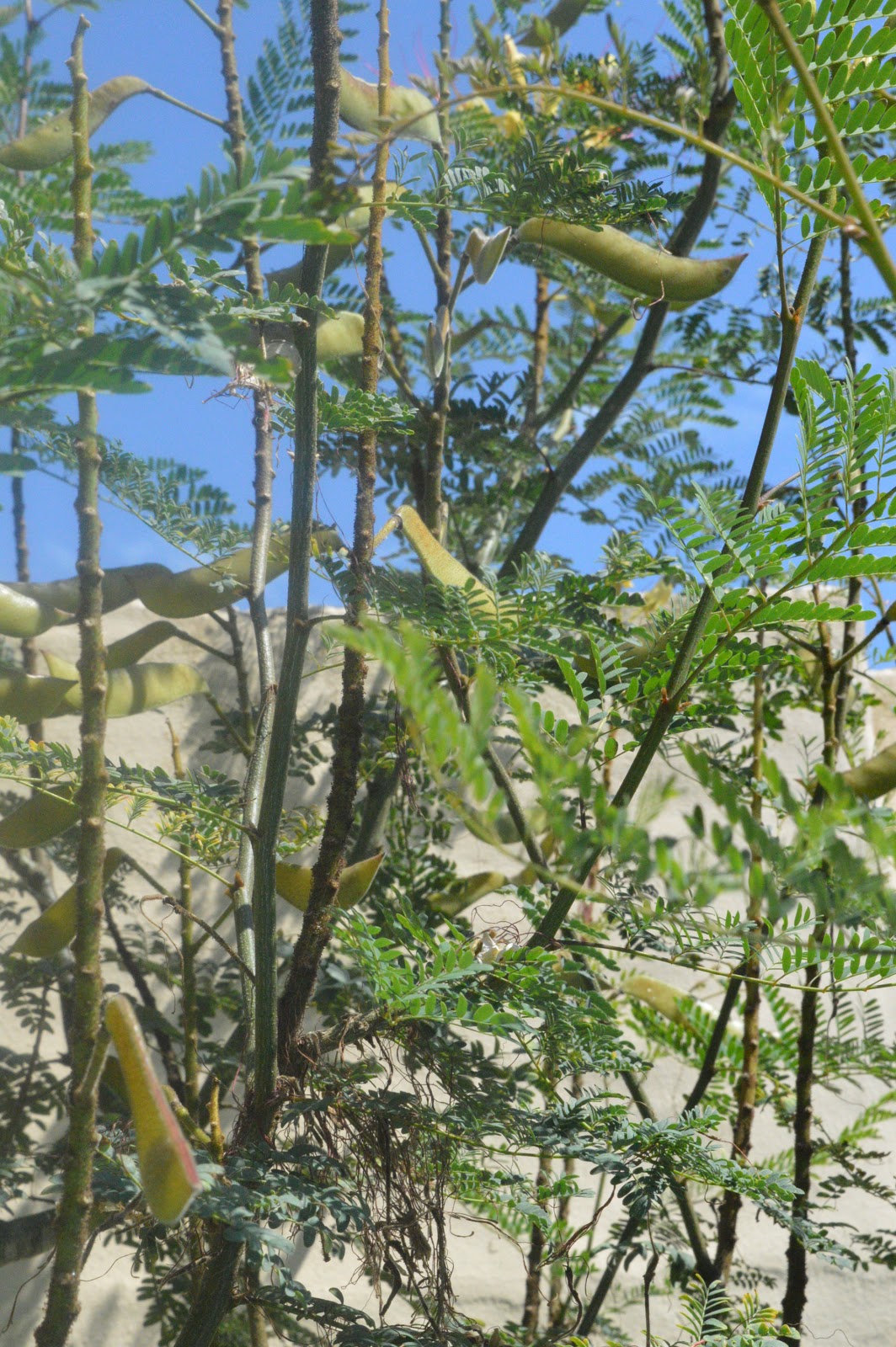 Erythrostemon gilliesi (antes Caesalpinia gilliesii) - Barba de Chivo ...