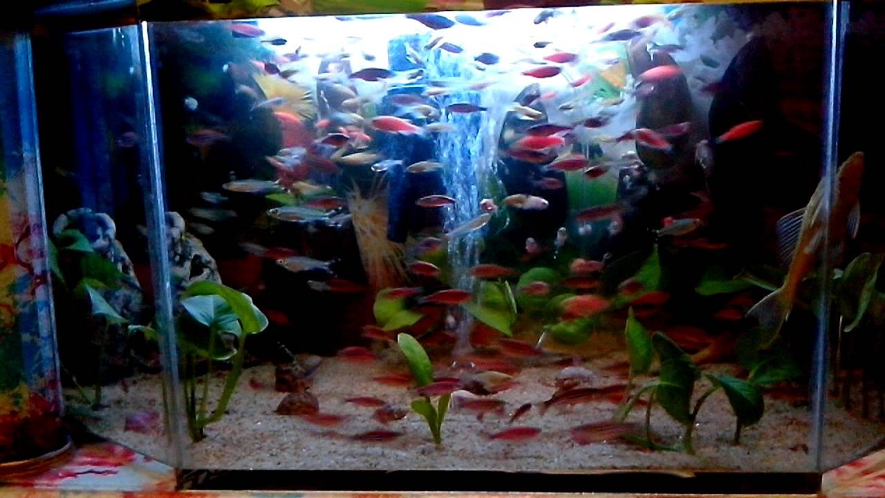 60 Model Akuarium Kecil Cocok Untuk Hiasan Kamar Tidur Anda