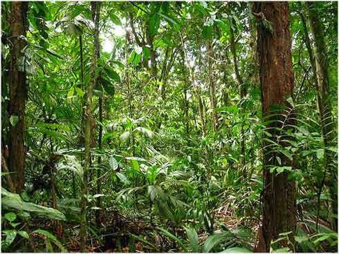 LA IMPORTANCIA DE LAS REGIONES Y LOS RECURSOS NATURALES: SELVA TROPICAL