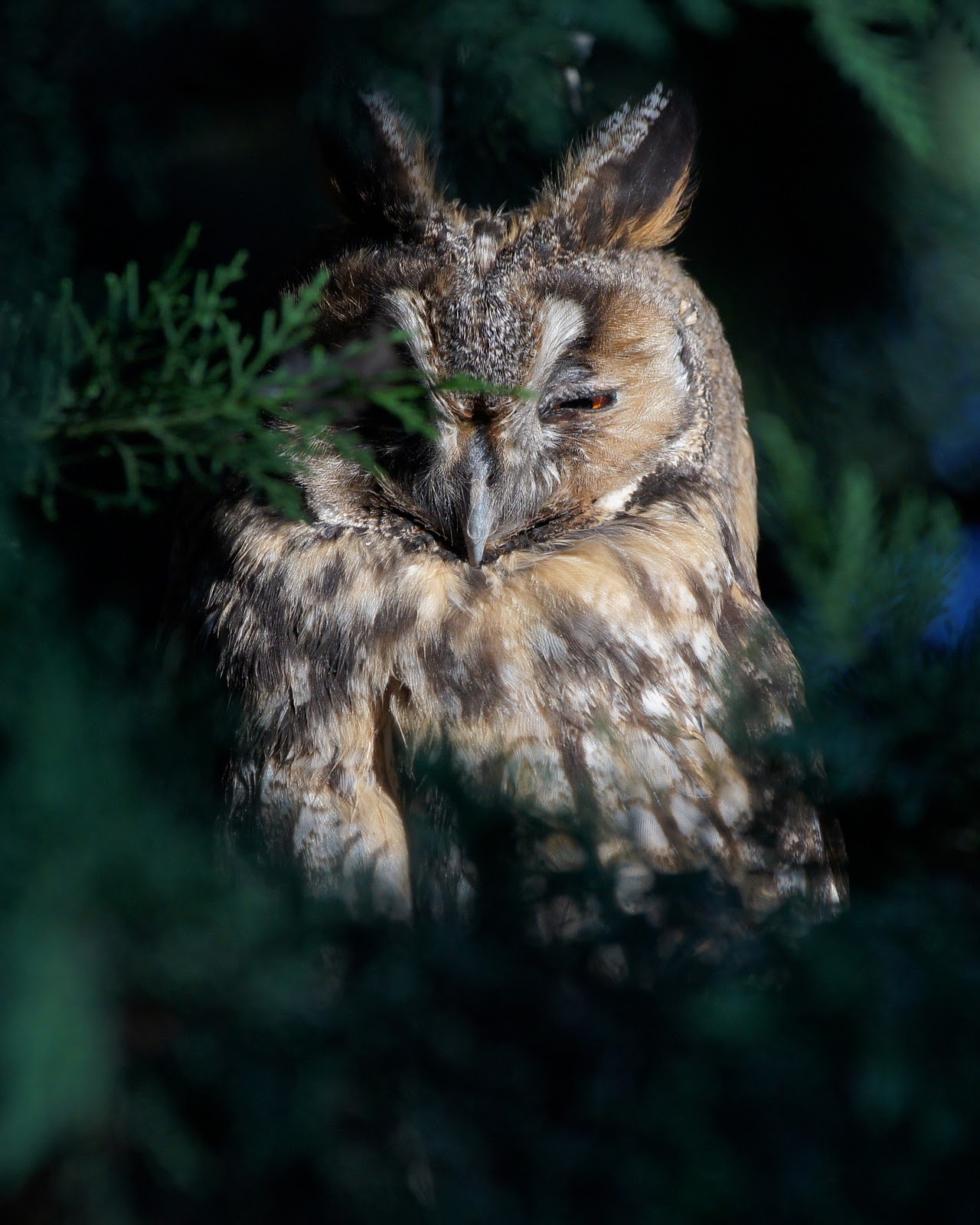 Pasión por las aves: Búho chico.(Asio otus)