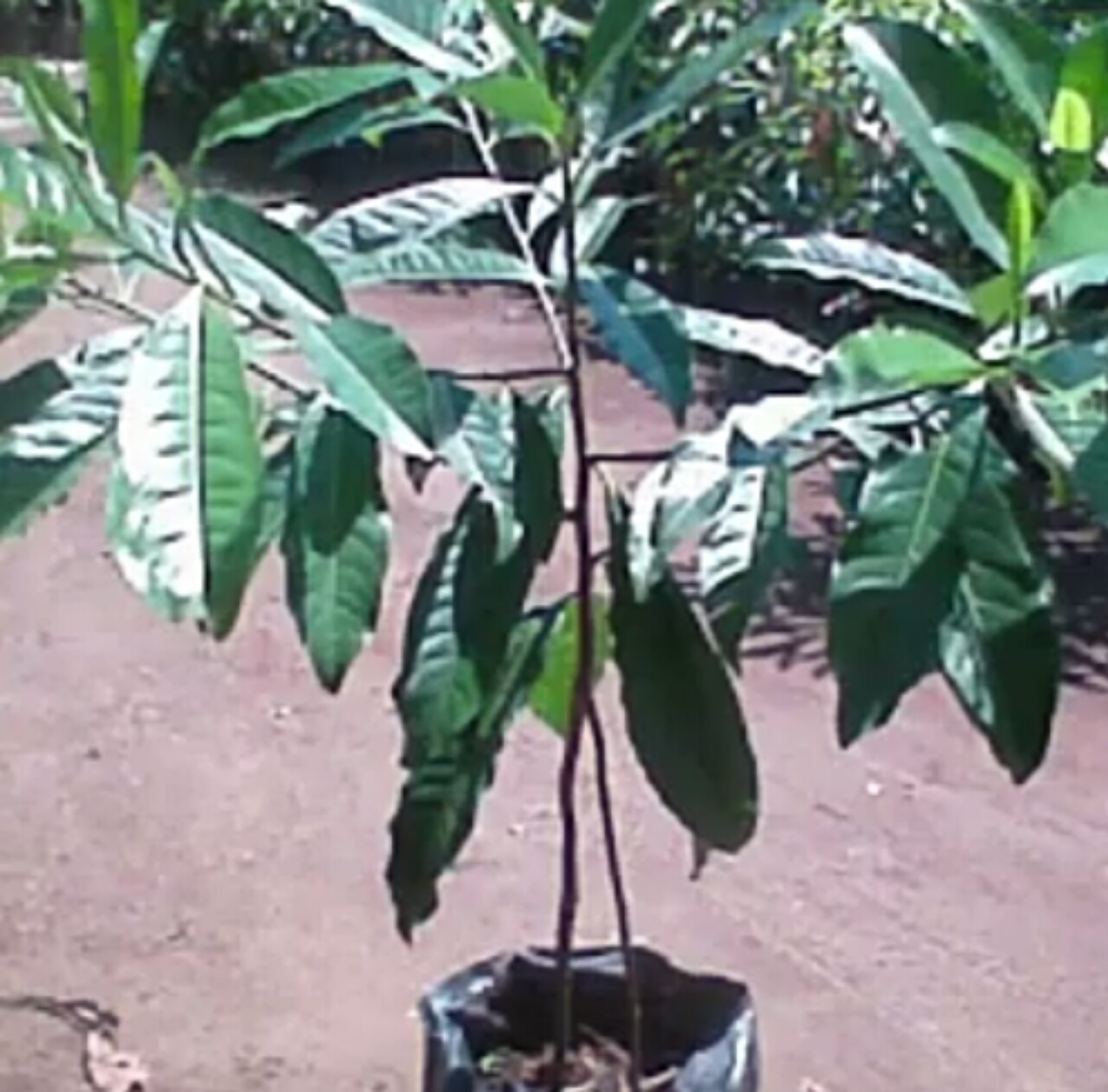 Panduan Lengkap Budidaya Jenitri yang Baik dan Benar