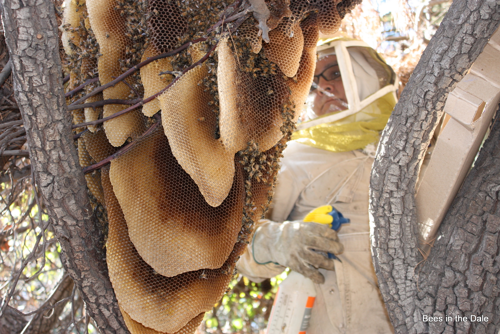 The Buzz In The Dale: 2011