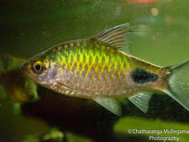 November 2014 ~ Freshwater fishes of sri lanka by chathuranga mullegama ...