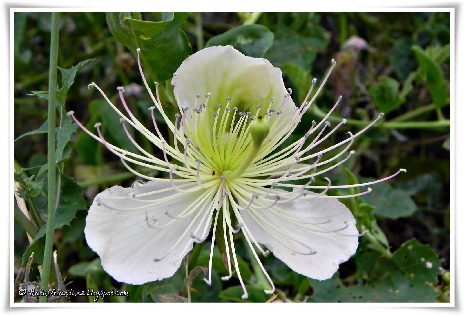 NaturAranjuez: Capparis spinosa (ALCAPARRO)