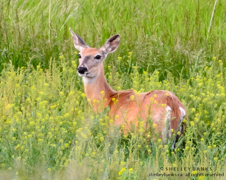 Prairie Nature White Tailed Deer At Grasslands National Park