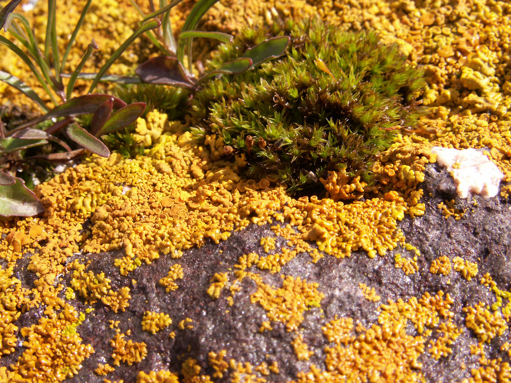 Science Minus Details: What is Lichen? Why is it so cool??