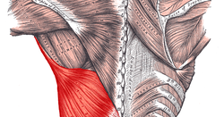 The Lats are the Glutes of the Upper Body [DeanSomerset.com]