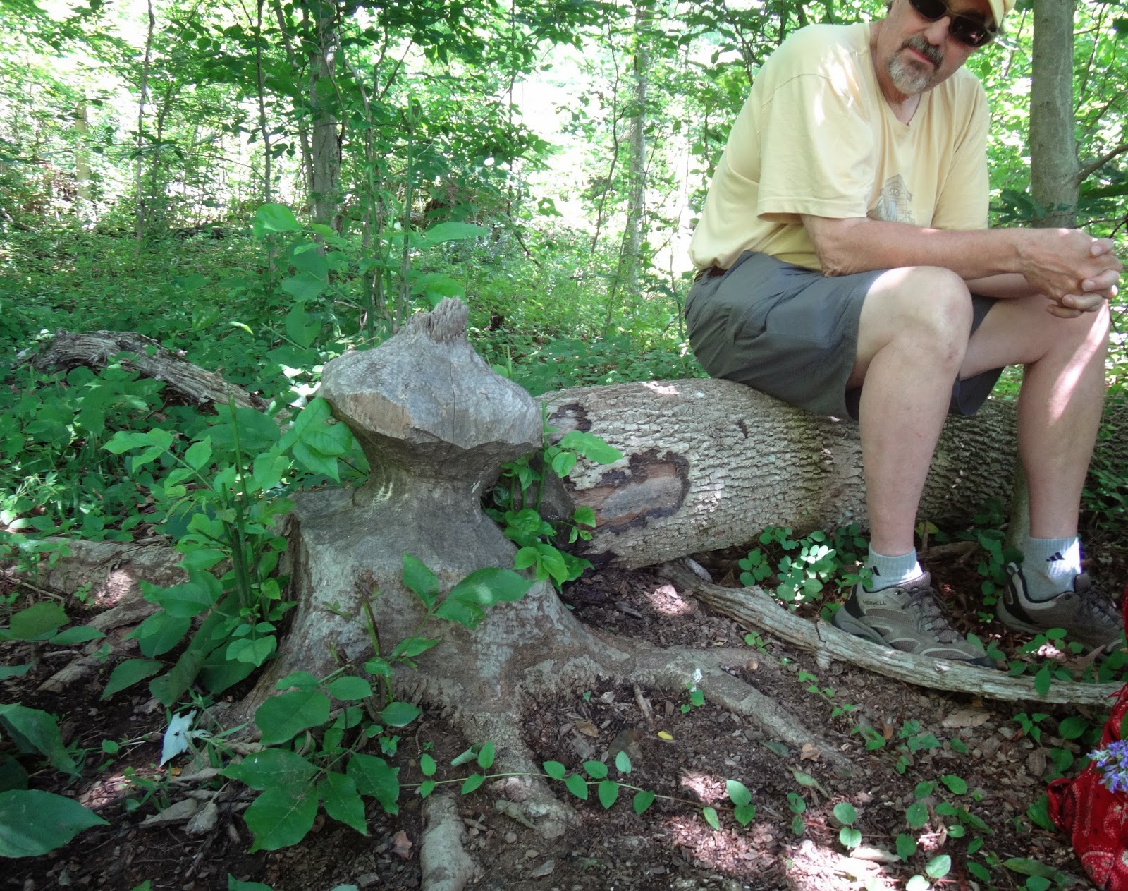 Life at the Blue Rock Ranch: Yellowwood State Forest