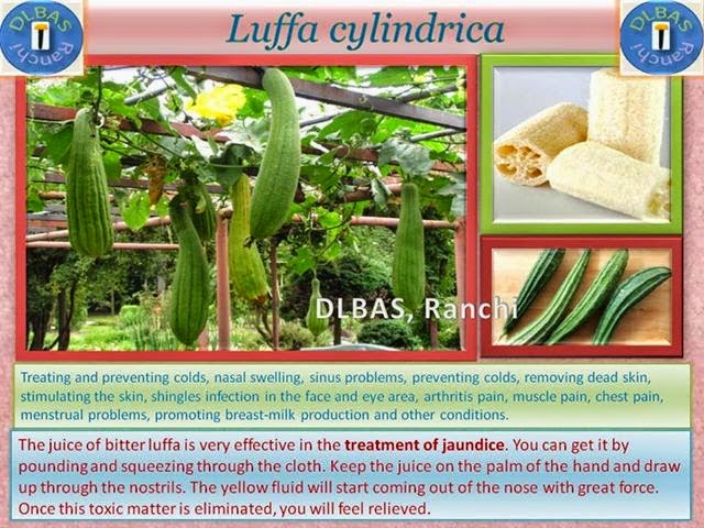 Acupressure & Natural Therapy: Luffa (Ridge Gourd)