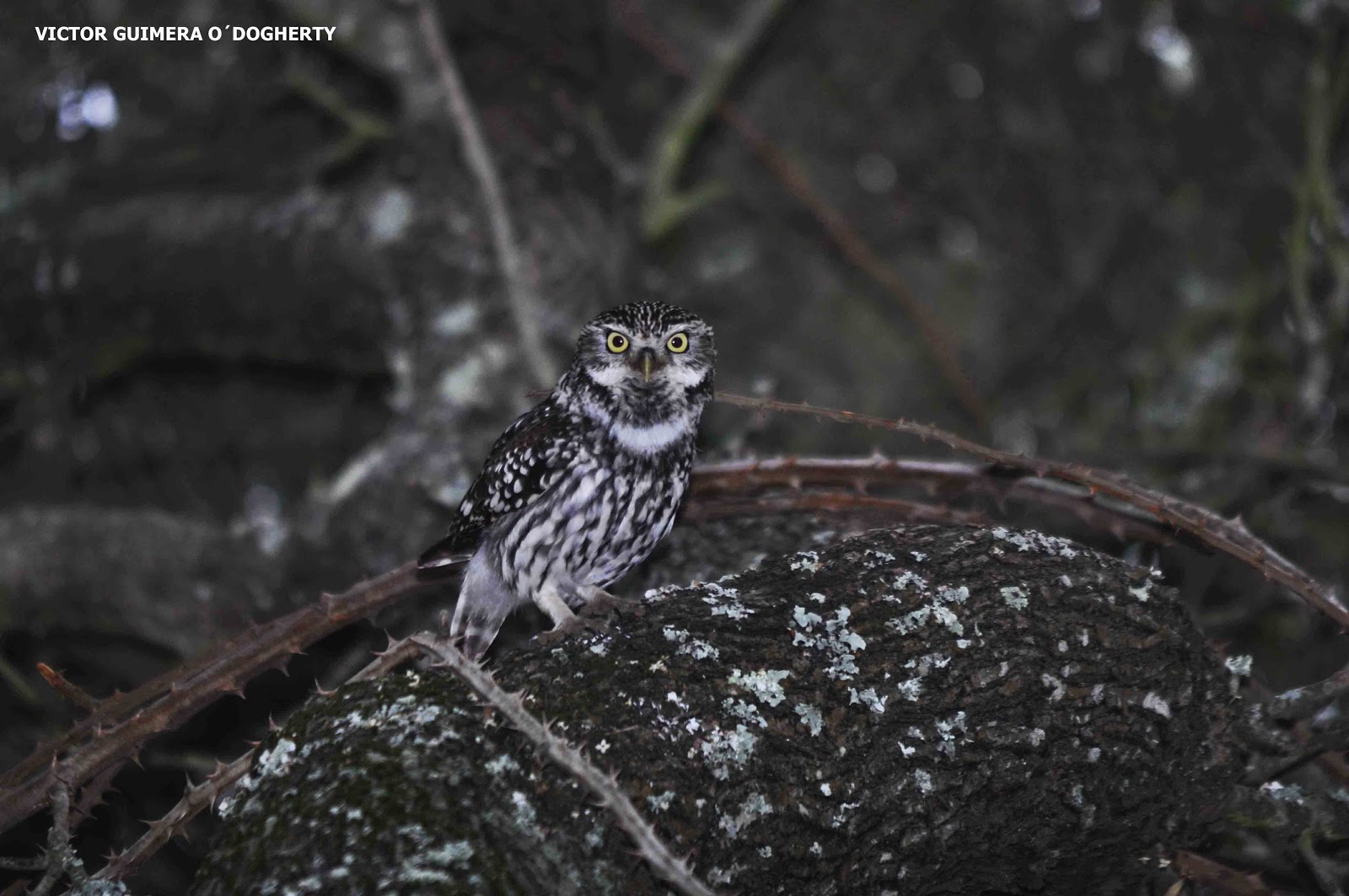 Mis imágenes de aves: MOCHUELO EUROPEO