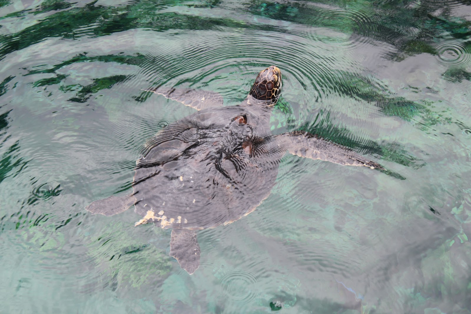 Pajama Penguin Productions: Review: Turtle Trek at SeaWorld Orlando