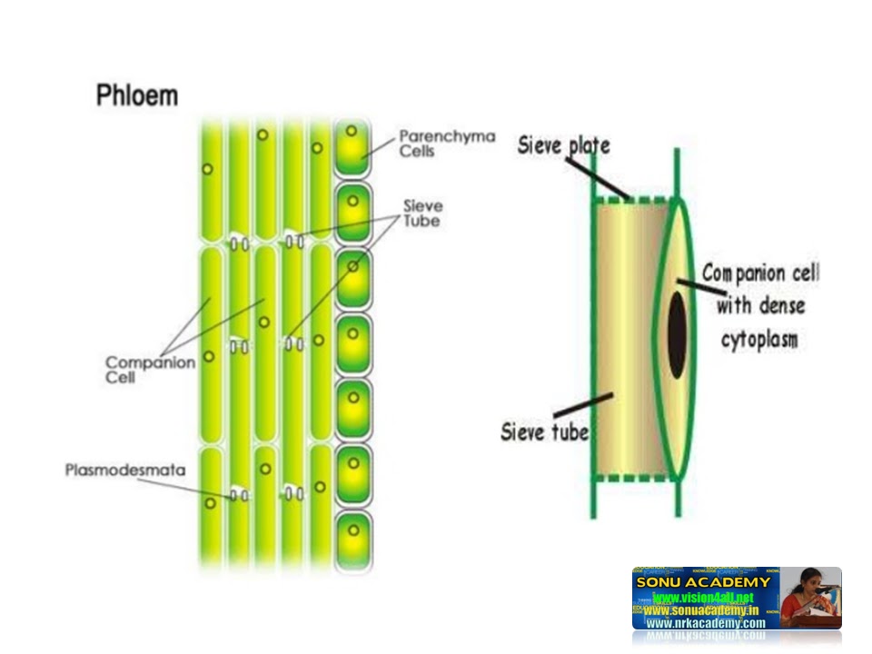 SONU ACADEMY: PLANT TISSUE-TEXT