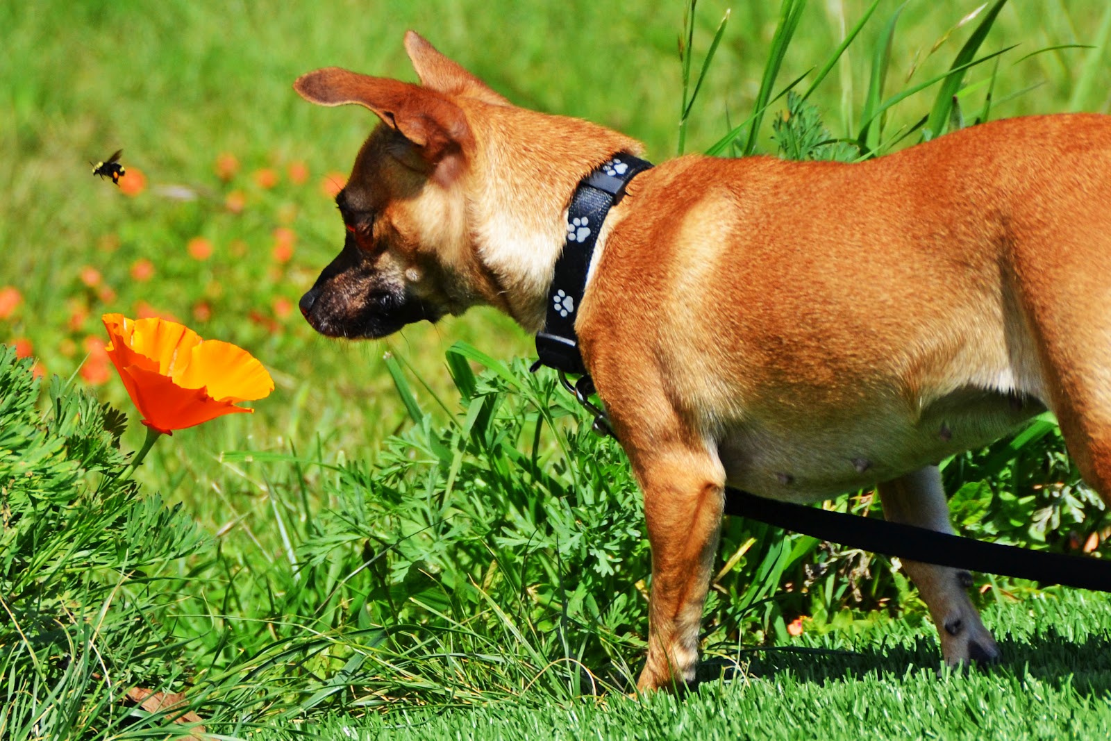 Dogs In the Bubble: Chula - "Que Chula niña" (What a Pretty Girl)