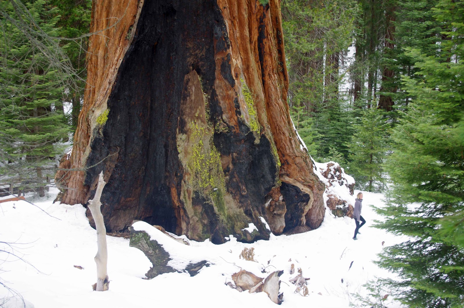 usbackroads™: General Grant Grove, Kings Canyon National Park
