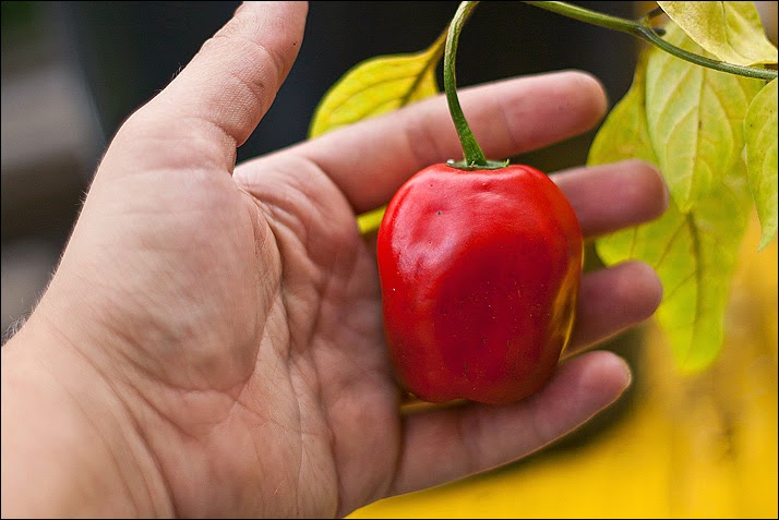 Pimenta dos Andes Rocoto Red Gigante