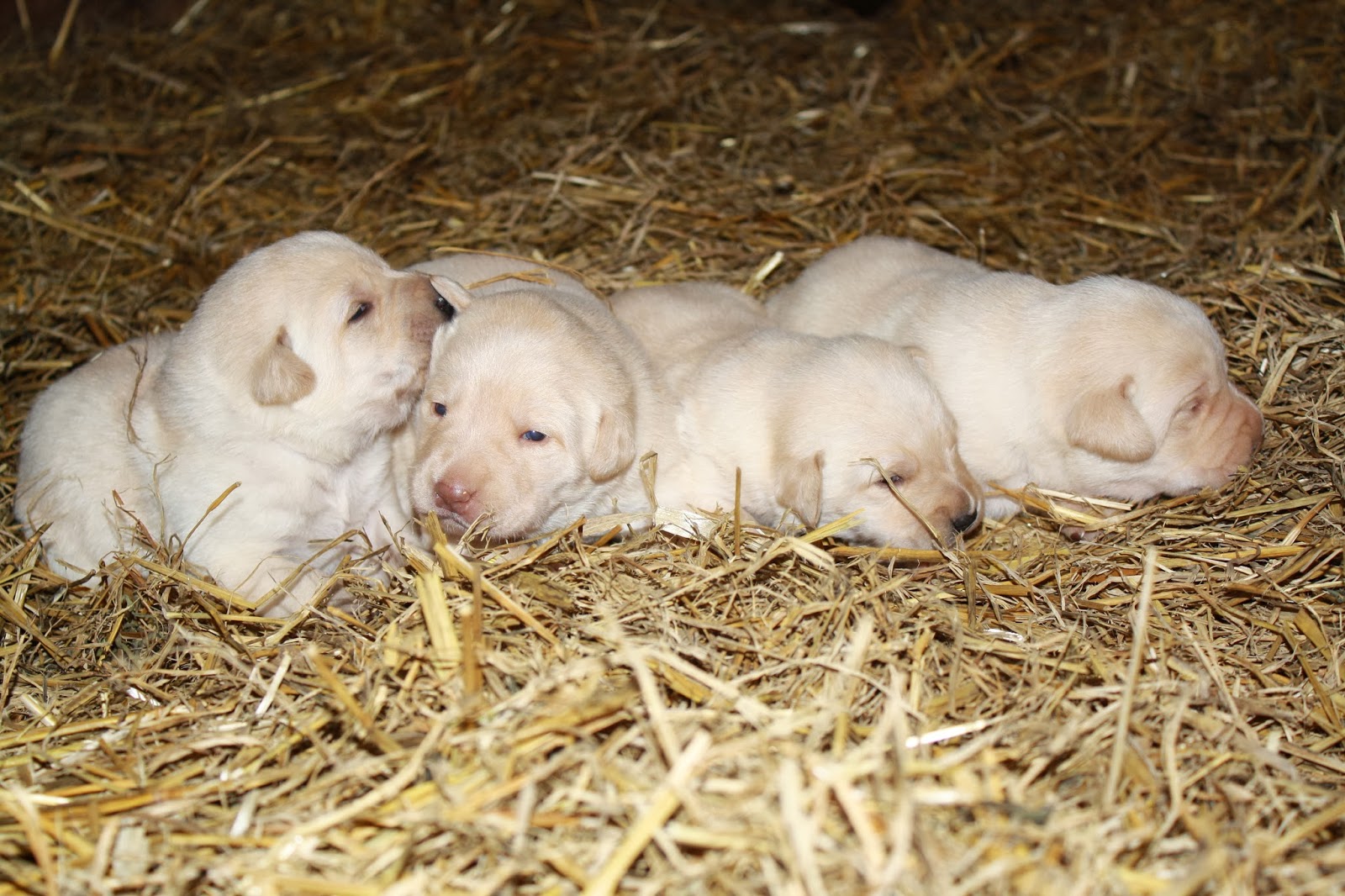 Top of the Hill Labs: MYA'S PUPPIES - 2 Weeks Old