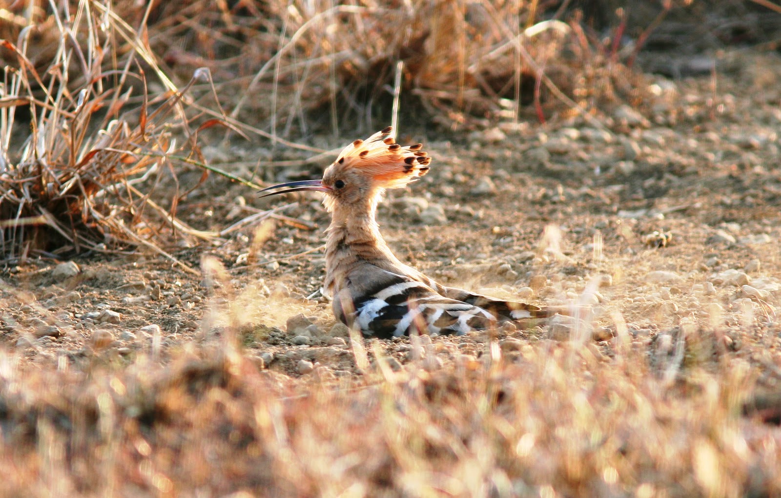 Kannur Birds
