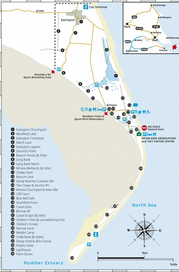 Out4aduck - A record of my birding year: Masked Shrike tops the bill at ...
