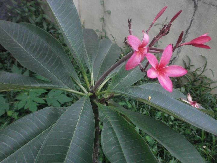 Photography with Dr. Ernie.: Flowers: calachuchi, plumeria, frangipani