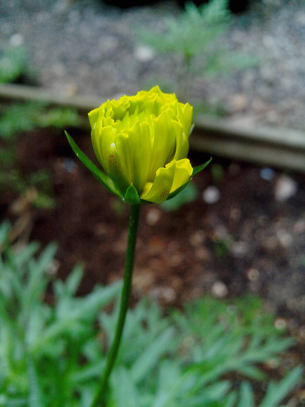 Endah Murniyati's Journey: KENIKIR KUNING - YELLOW COSMOS