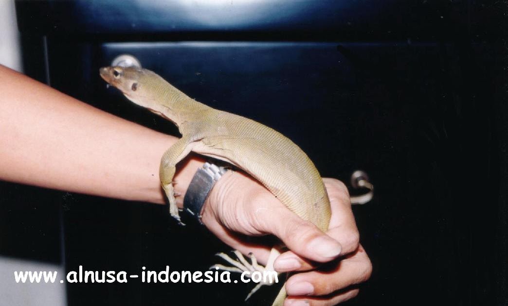 Varanus Zugorum Habitats In Asia ~ planetanimalzone