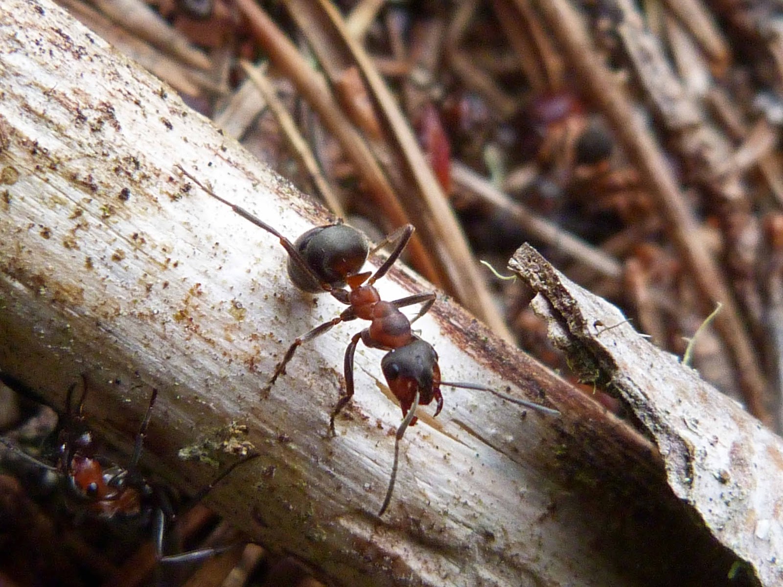 Insects of Scotland: Bees/Wasps/Ichneumons/Sawflies/Ants