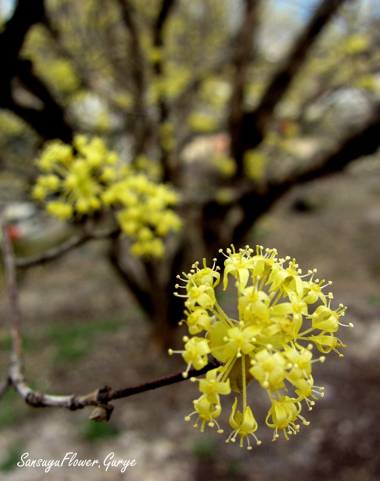 Sansuyu Flower Festival, Gurye - Footprints of Erica