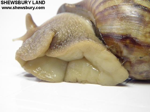 Special Effects - Brave New World: Snail Skin and Mucas