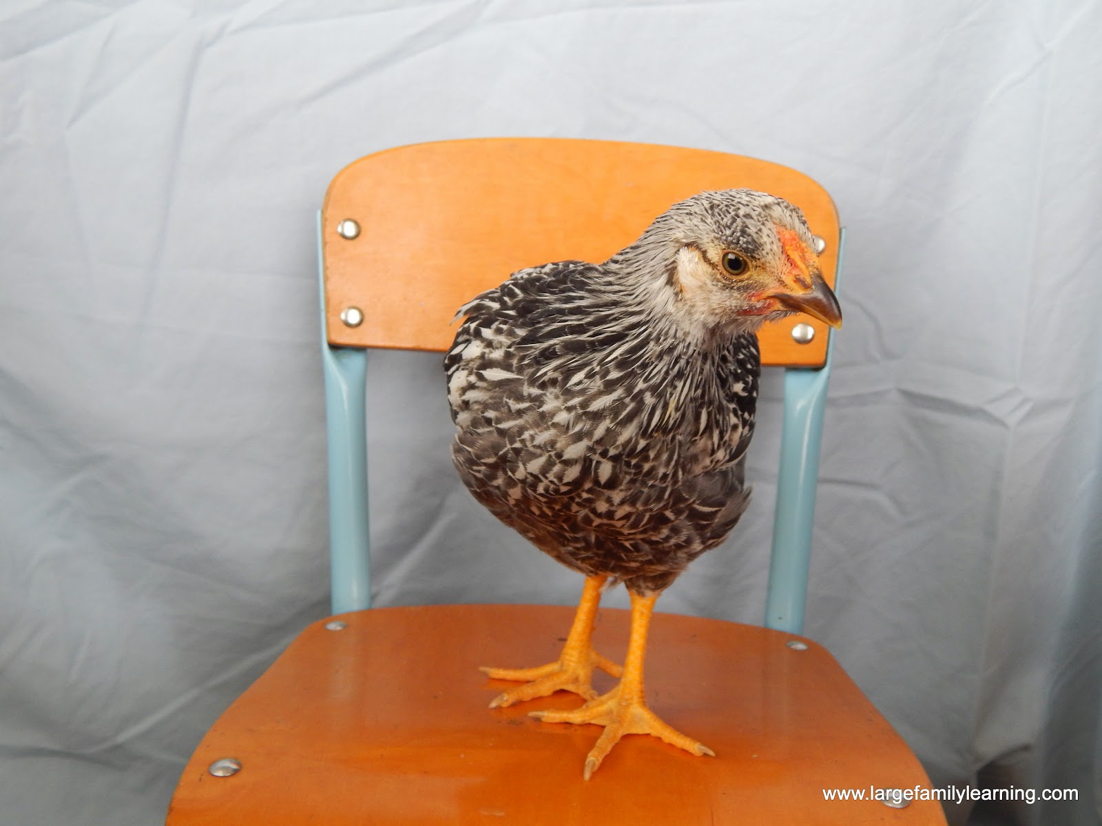 Large Family Learning : Raising Chickens: 6 Weeks Old