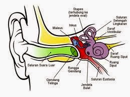 ANATOMI FISIOLOGI SISTEM PANCA INDRA - BEING AS NURSE