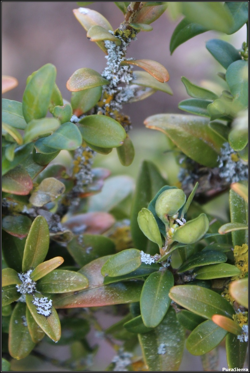 PuraSierra: El boj, la planta amiga: Características, usos y toponimia