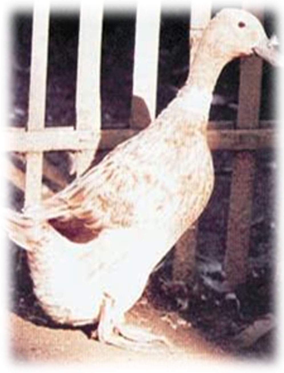 Jenis - Jenis Itik / Bebek