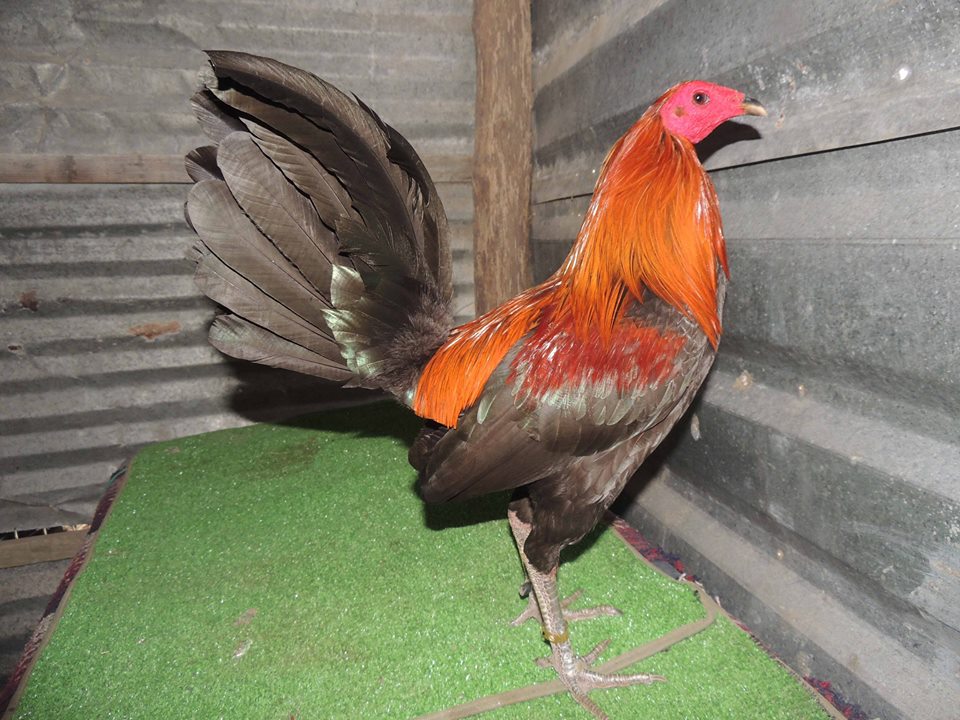 Granja R. Greer, Gallos Finos, Aves de exhibición y más: Imágenes de ...