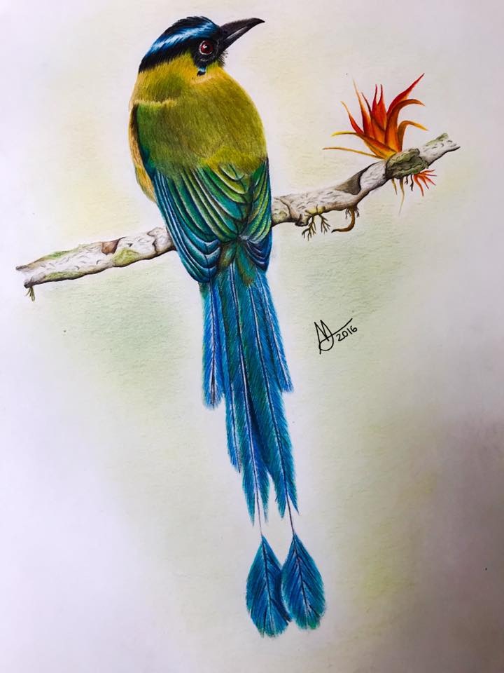 Pajaro Barranquero - María Camila Sánchez Gómez