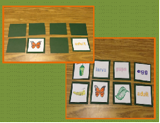 Owl About Us: Metamorphosis