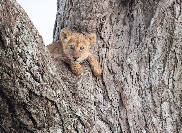 Kevin Pepper Photography: The sobering life of a lion cub