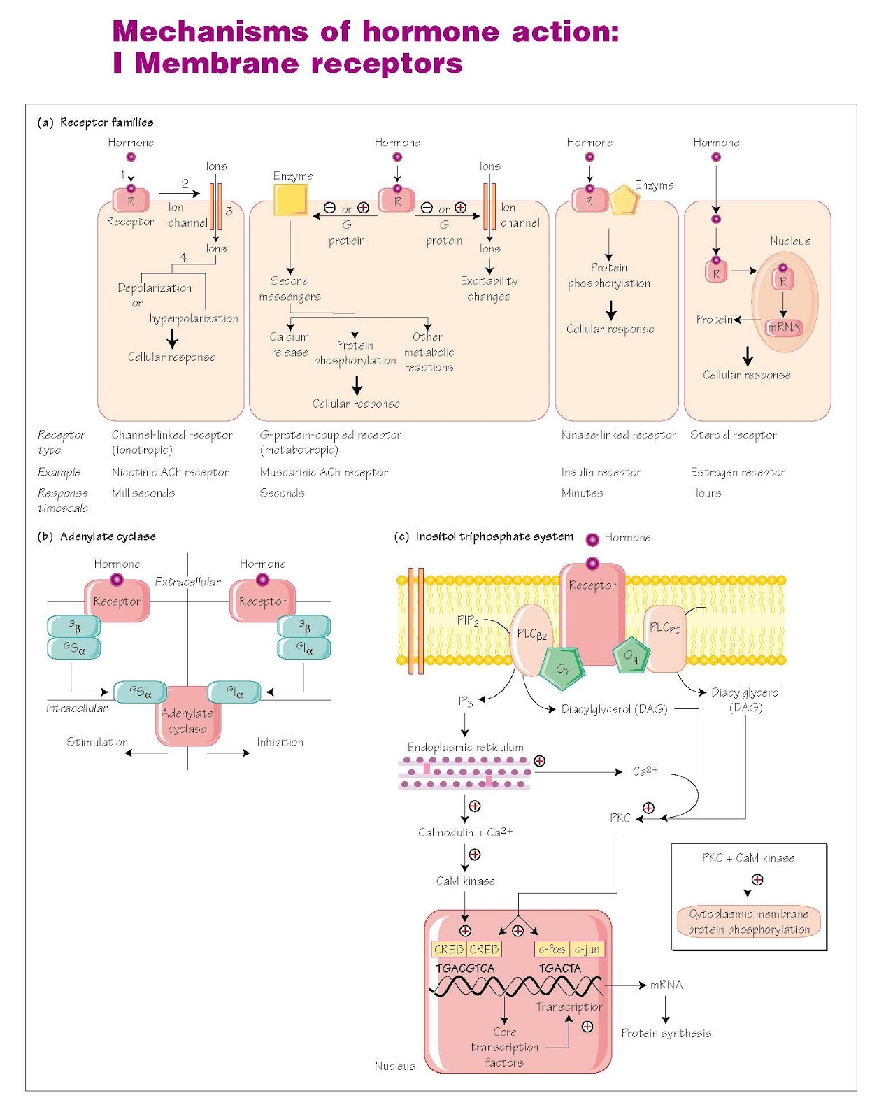 Mechanisms Of Hormone Action: I Membrane Receptors - pediagenosis