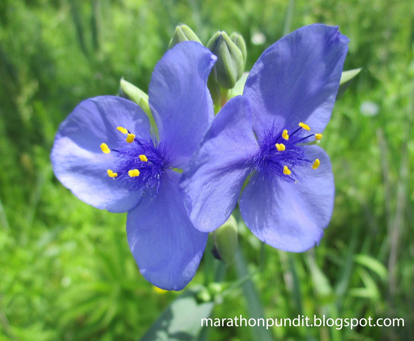 Marathon Pundit: (Photos) Lots of Ohio spiderworts
