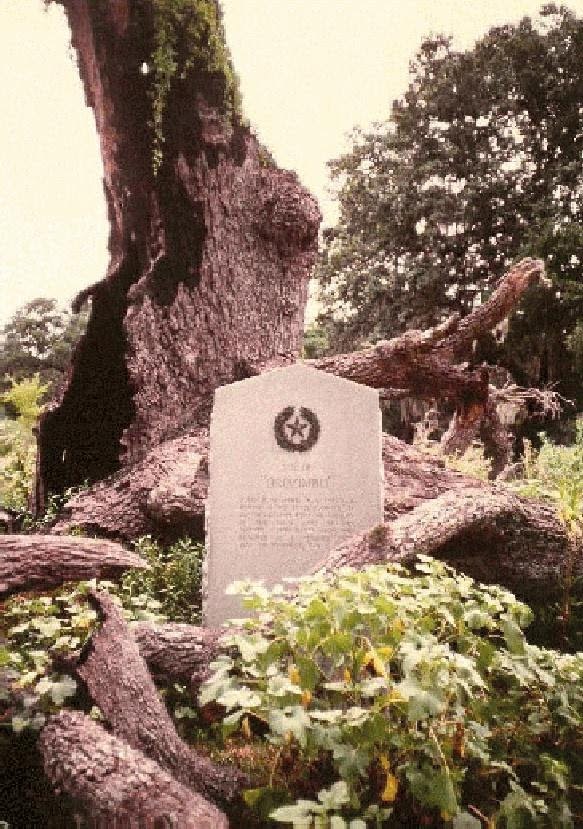 Meander and Gander: Texas Trees - Some Famous and Some NOT