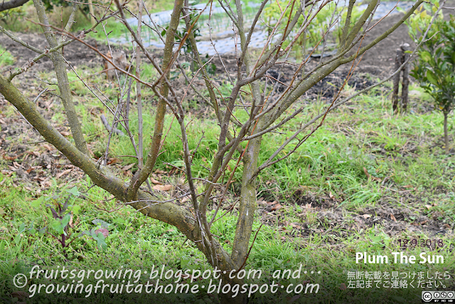 スモモの有機栽培の記録2017年-2018年 初めて太陽を数個収穫できました