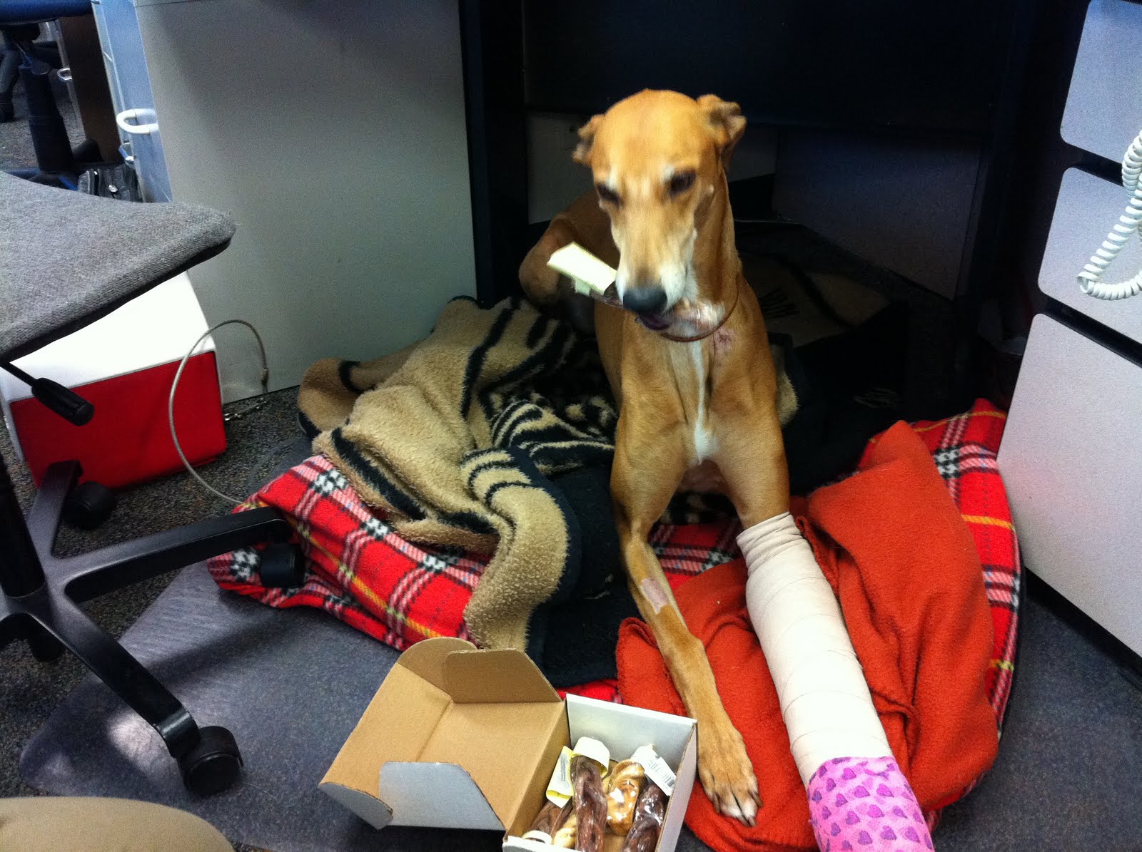 Aragon Greyhounds: Toe Injury