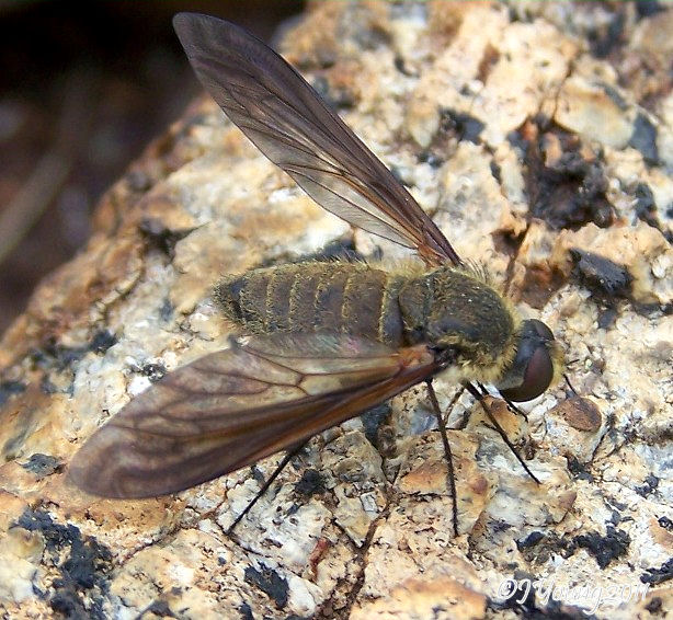 South African Photographs: Tangle-veined Fly Family Nemestrinidae